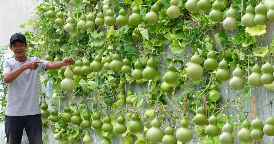 Tell You Tips On How To Grow Simple, Super Beautiful And Eat Super ...