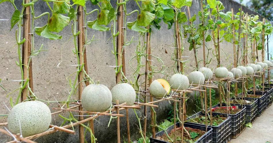 How I Created a Dream Melon Garden, No Garden Required, Yields Lots of ...