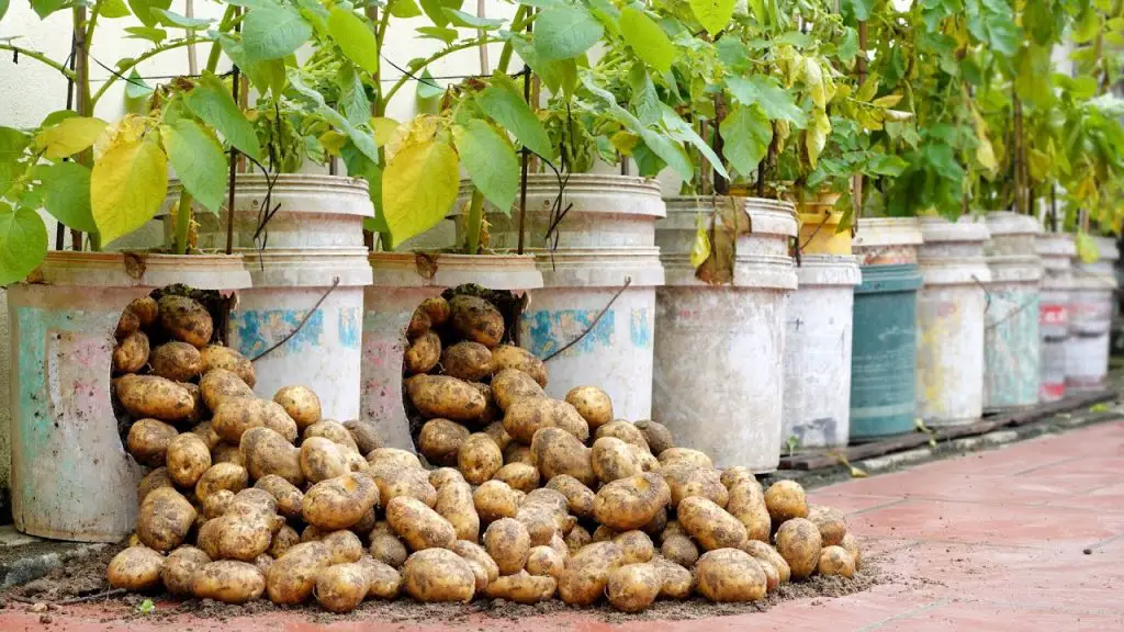 Try this Potato growing method now, you’ll never have to buy Potatoes ...