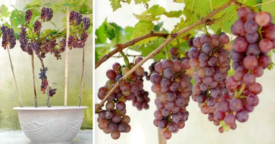 Tips For Growing Grapes At Home Are Fruitful And Easy For Everyone ...