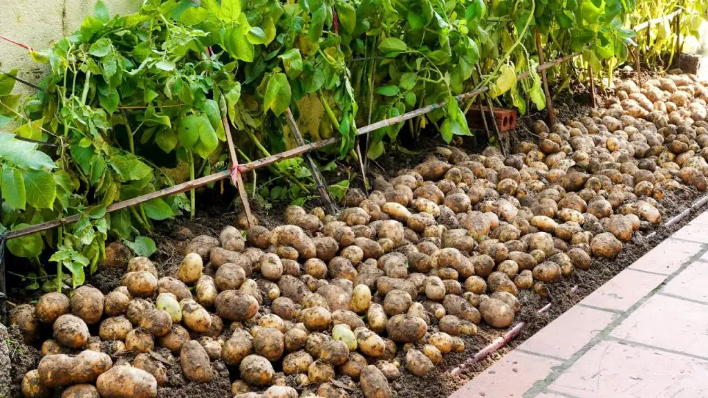 Growing Potatoes At Home Is A Lot Of Tubers And Easy For Beginners ...