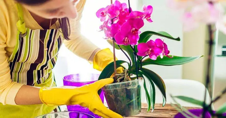 Reviving Your Orchids: 8 Expert Tips for Yearly Blooms – The Beginners ...