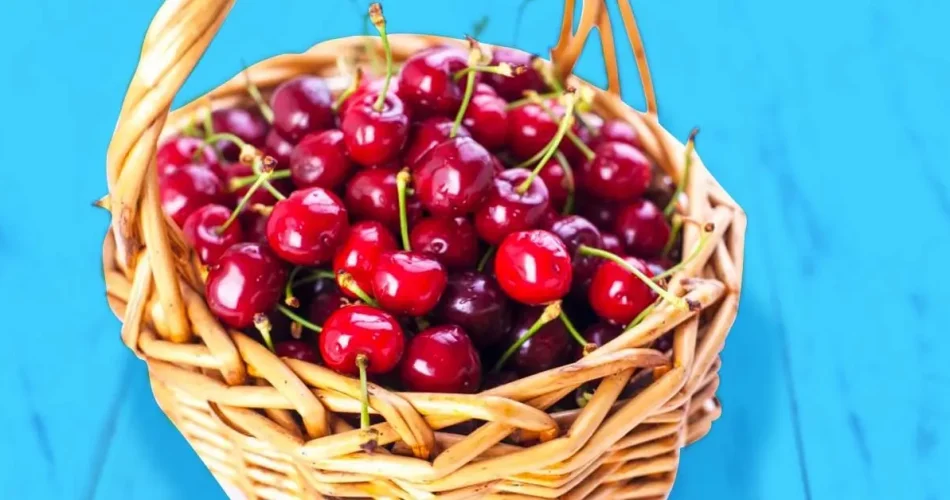 How to germinate cherry pits at home? – The Beginners Garden