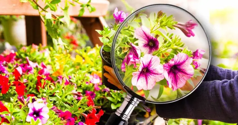 What to check before buying flowers? The telltale sign they’ll soon ...