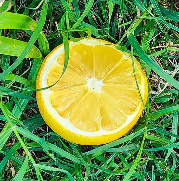 9 Home-Made Weed Killer Recipes for a Flourishing Garden – The ...