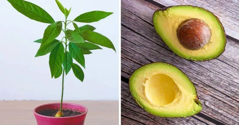 How to Grow an Avocado in Any Place in the World – The Beginners Garden