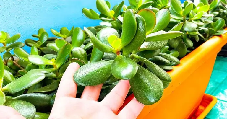 How to Plant and Grow a Jade Tree at Home? – The Beginners Garden