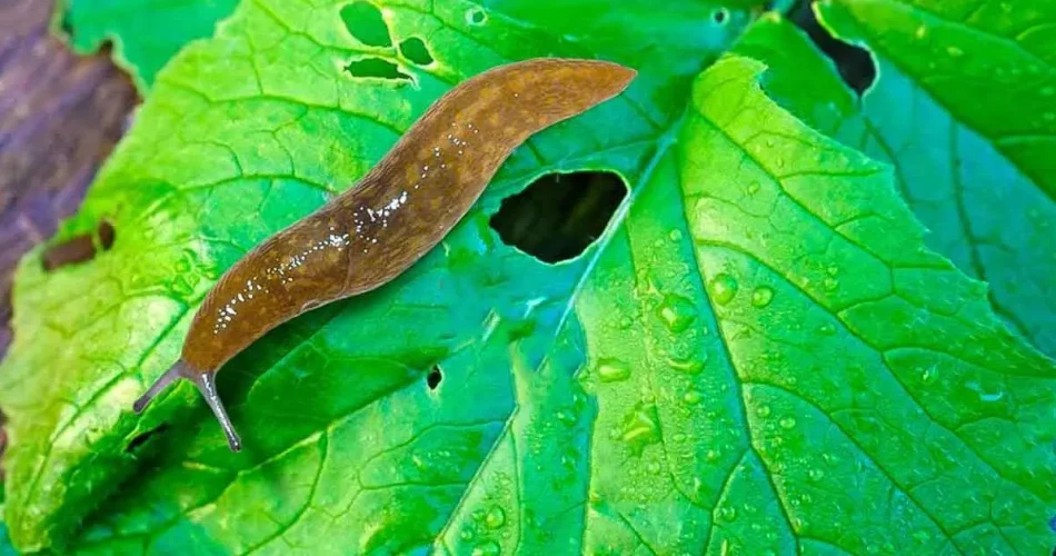 How to get rid of slugs that attack plants? – The Beginners Garden