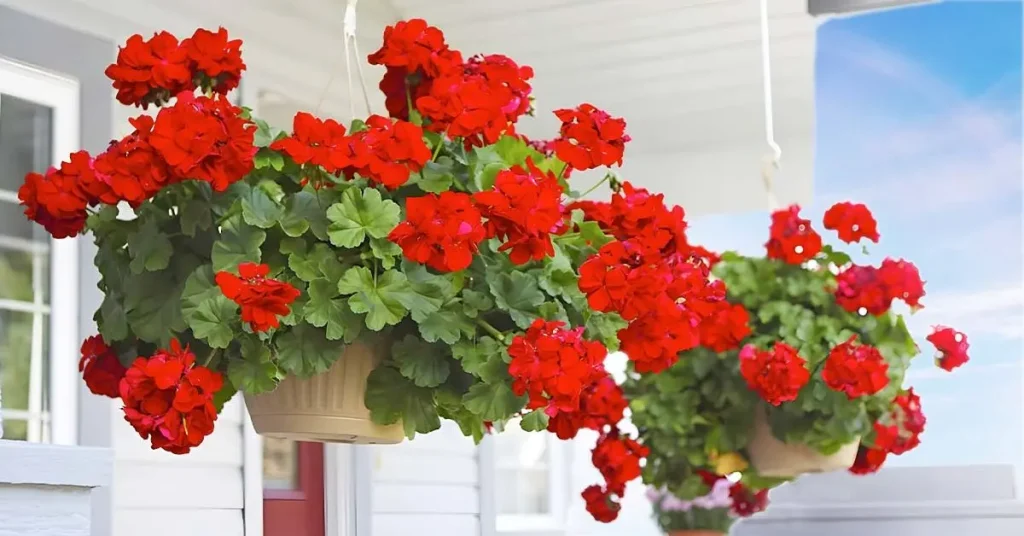How to have beautiful geraniums? – The Beginners Garden