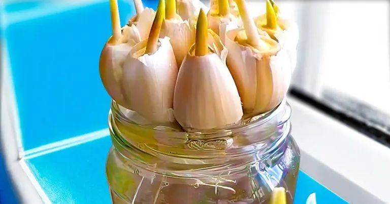 Planting garlic at home: How to do it? – The Beginners Garden