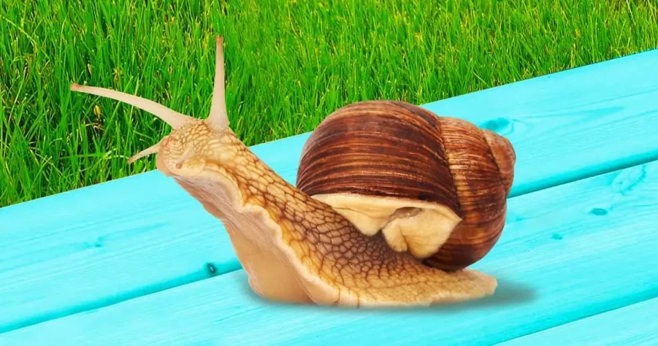 3 Natural Remedies to Keep Snails Out of Your Garden – The Beginners Garden