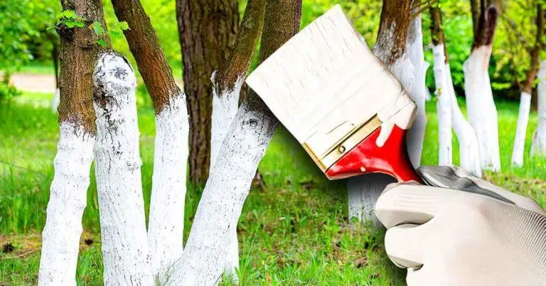 Why are some trees painted white? – The Beginners Garden