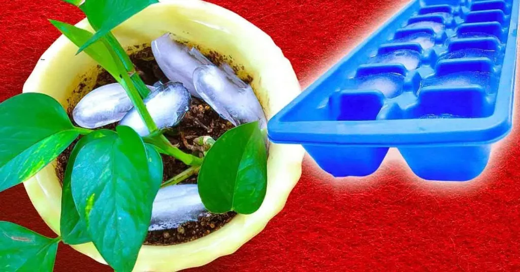 Why should you put ice cubes in plant pots? – The Beginners Garden