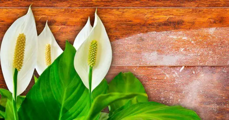 How to eliminate dust using plants? – The Beginners Garden