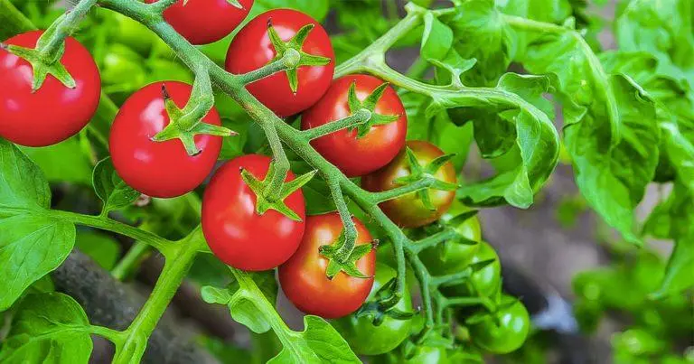 Crop rotation: Why Should you Avoid Growing Tomatoes and Onions in the ...