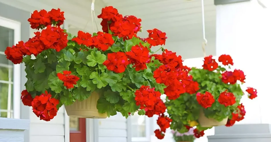 4 Tips for Maintaining Geraniums – The Beginners Garden