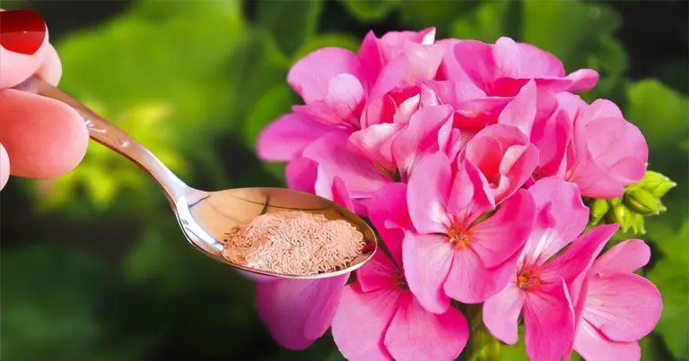 Grandma’s recipe for beautiful geraniums – The Beginners Garden