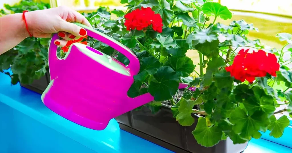 3 Natural Fertilizers for Abundant Flowering of Geraniums – The ...
