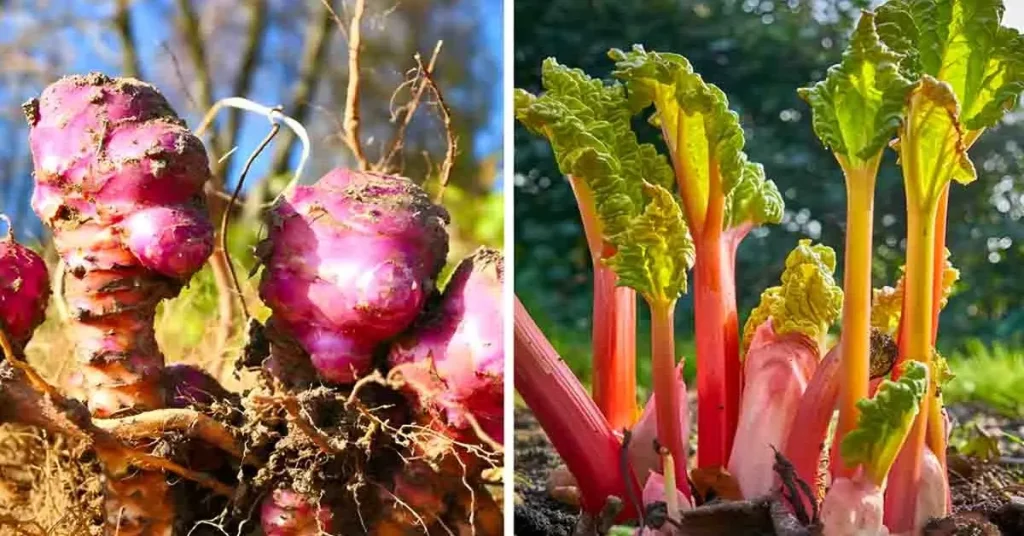 Perennial Bounty: 13 Vegetables You Can Plant Once and Harvest for ...