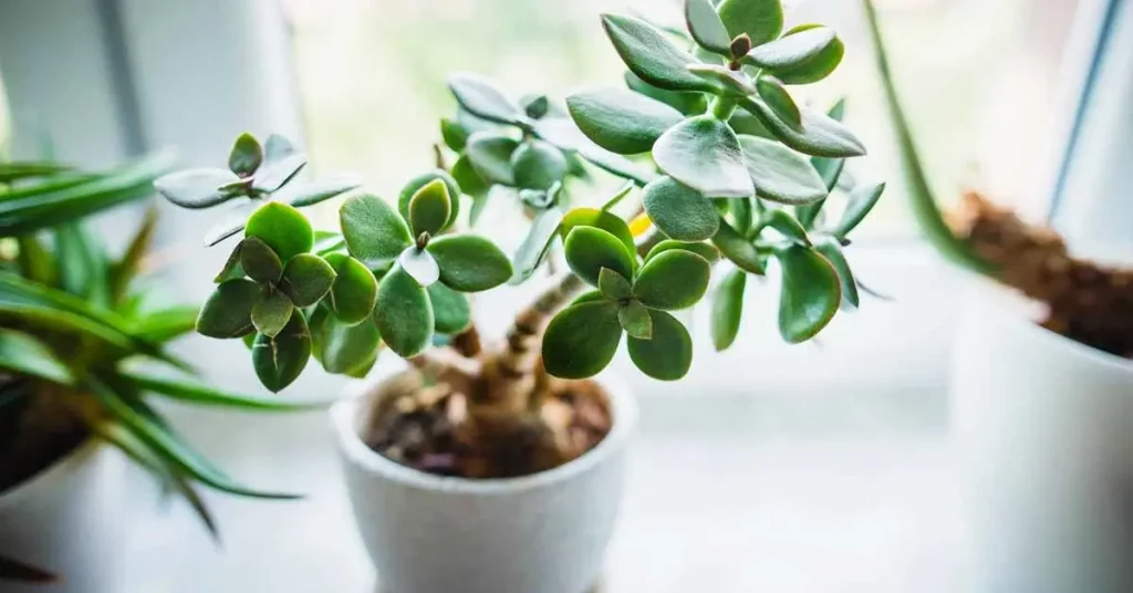 6 Plants That Can Attract Luck, Calm and Happiness According to Feng ...