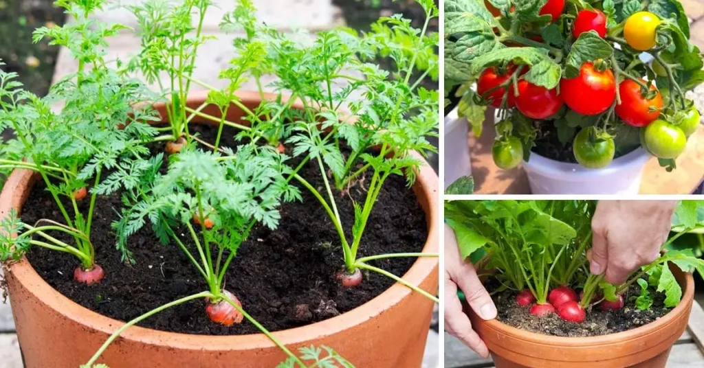 7 Eeasy Vegetables to Grow in Pots at Home – The Beginners Garden
