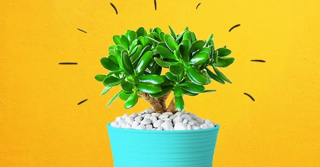7 Plants that Attract Positive Vibes and Prosperity Into the Home – The ...