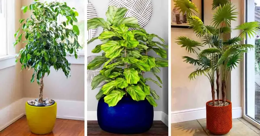 9 Large Plants You Can Easily Grow at Home – The Beginners Garden