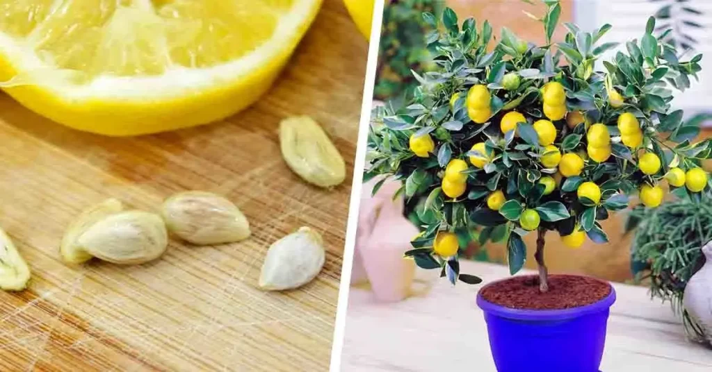 Effortless Lemon Tree Propagation: Growing from Seed Made Simple! – The ...
