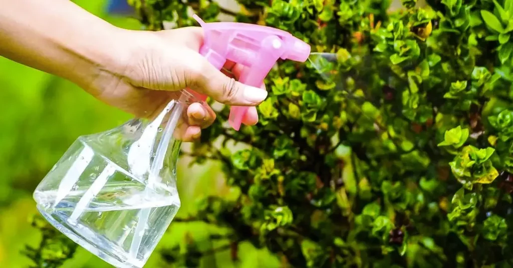 The tip for making a natural insecticide at home to protect your plants ...