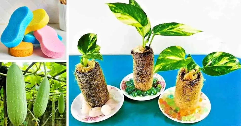 Don’t Throw Away Old Sponges: Here’s How to Use Them to Grow Plants ...