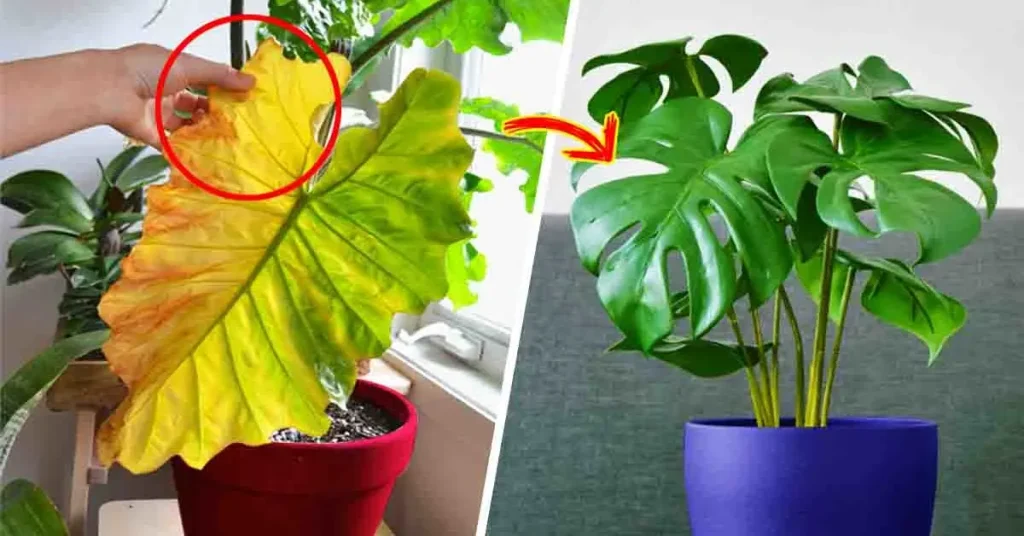 Why are Your Plant Leaves Turning Yellow? Here are 3 Reasons and ...