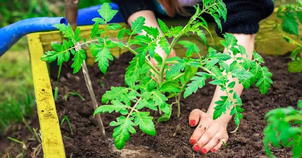 Sow in April for June Bounty: Discover the Vegetable for a Bountiful ...