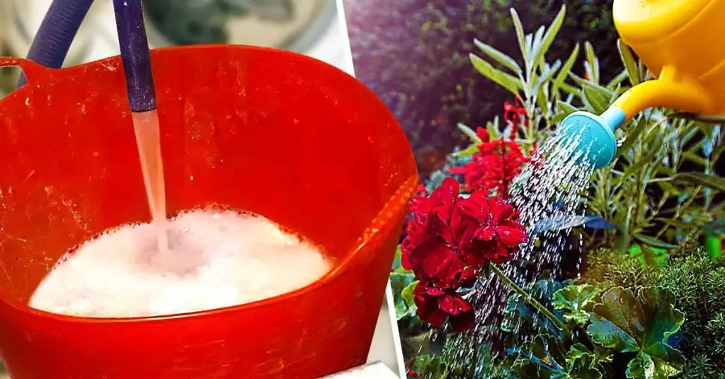 Laundry Water and Plants: Can You Safely Water Your Plants with Washing ...