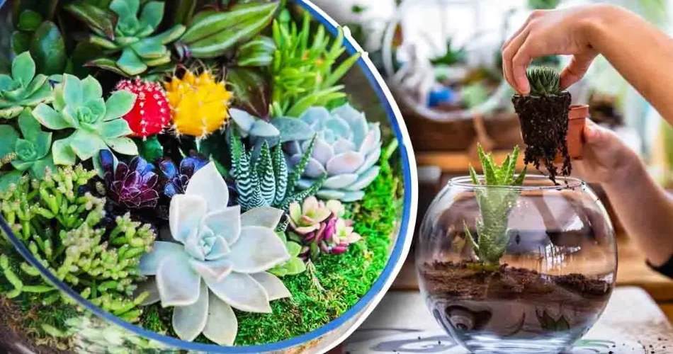 Here’s How to Make Your Own Terrarium with Cacti and Succulents in an ...
