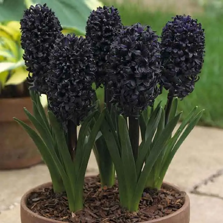6 Black Plants and Flowers to Enhance Your Garden – The Beginners Garden
