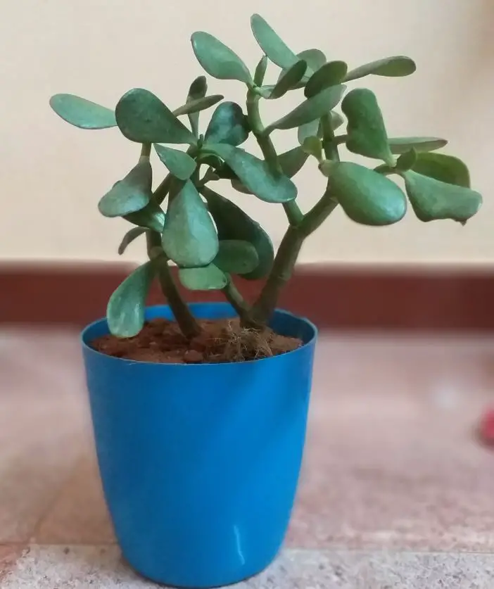 Jade Tree: Watering, location, lighting, pruning, substrate and ...