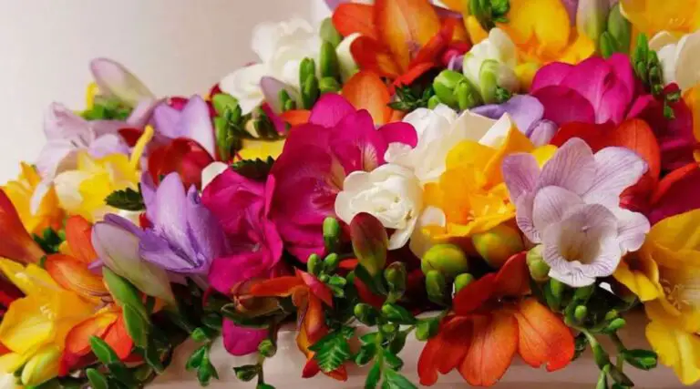 5 Very fragrant plants that perfume the house – The Beginners Garden