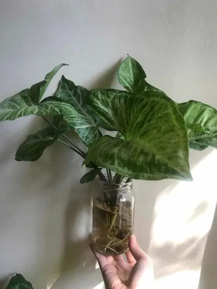 How to care for the Singonium plant and reproduce it at home – The ...