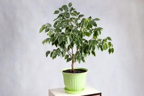 A Comprehensive Guide to Propagating Ficus Plants from Leaves – The ...
