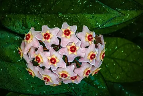 6 Plants that can be grown in water – The Beginners Garden