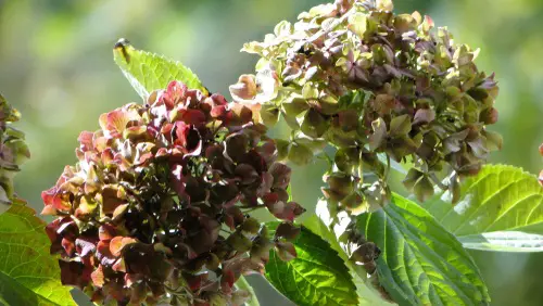 Changing Hydrangea Flower Colors: A Gardener’s Guide – The Beginners Garden