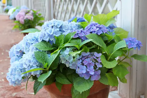 Changing Hydrangea Flower Colors: A Gardener’s Guide – The Beginners Garden