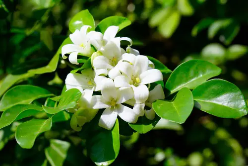 Reproducing Jasmine from Cuttings: Two Methods – The Beginners Garden