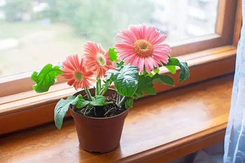6 Indoor Plants That Enhance Oxygen Levels in Your Home – The Beginners ...