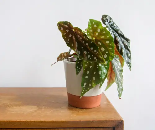 5 Plants to Easily Reproduce at Home Without Seeds – The Beginners Garden