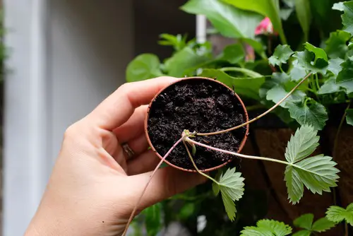 5 Plants to Easily Reproduce at Home Without Seeds – The Beginners Garden