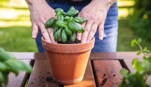 5 Plants to Easily Reproduce at Home Without Seeds – The Beginners Garden