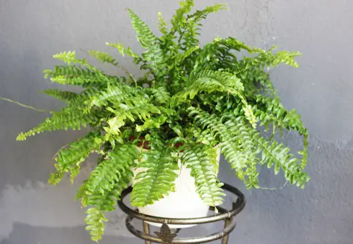 5 Plants to Easily Reproduce at Home Without Seeds – The Beginners Garden
