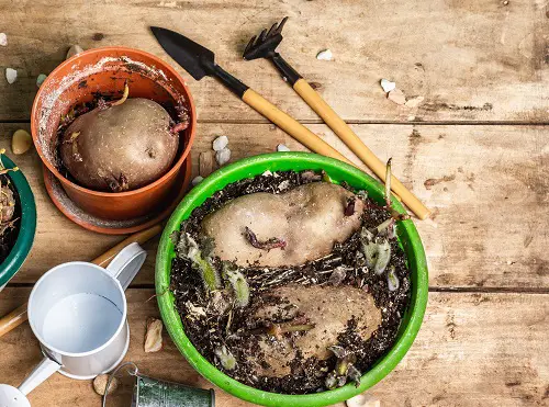 5 Plants to Easily Reproduce at Home Without Seeds – The Beginners Garden
