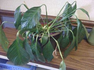 How to revive a plant that is drying out – The Beginners Garden